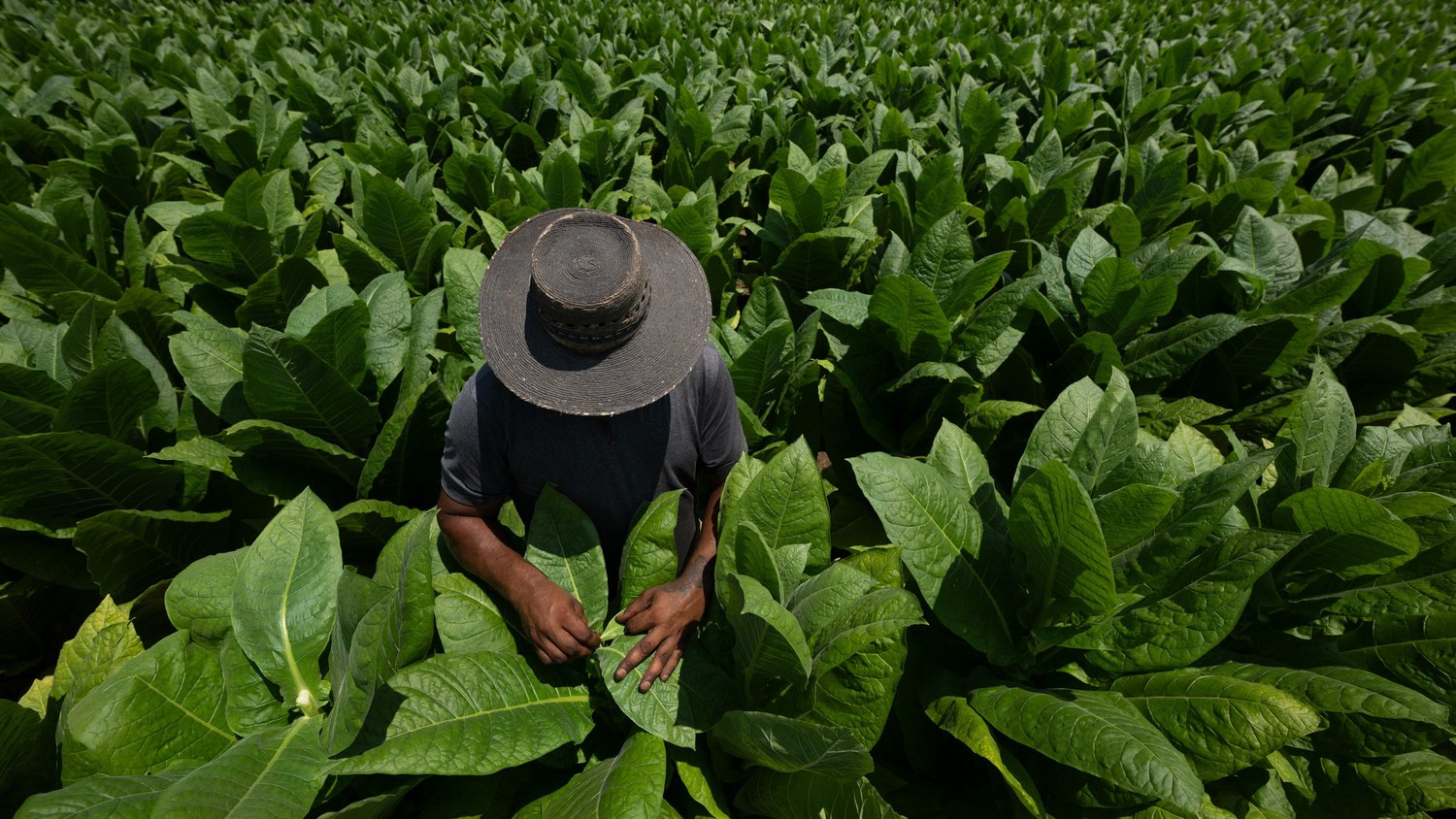 Award of Excellence: John Stember | CPOY